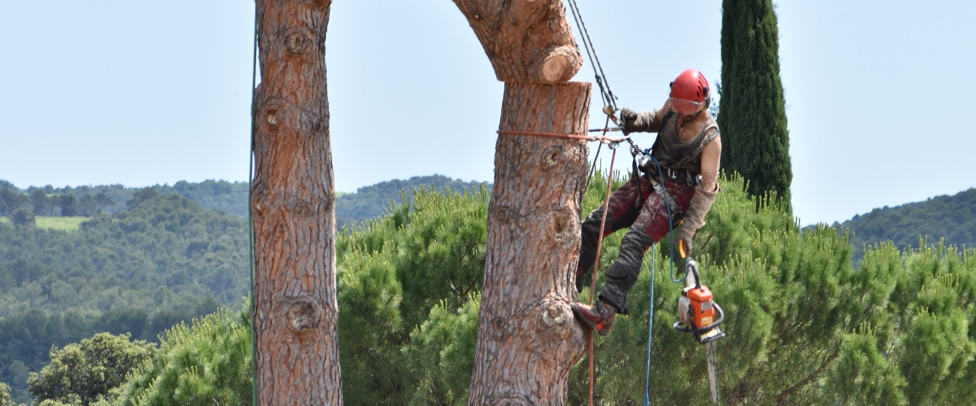 What tools does an arborist use?