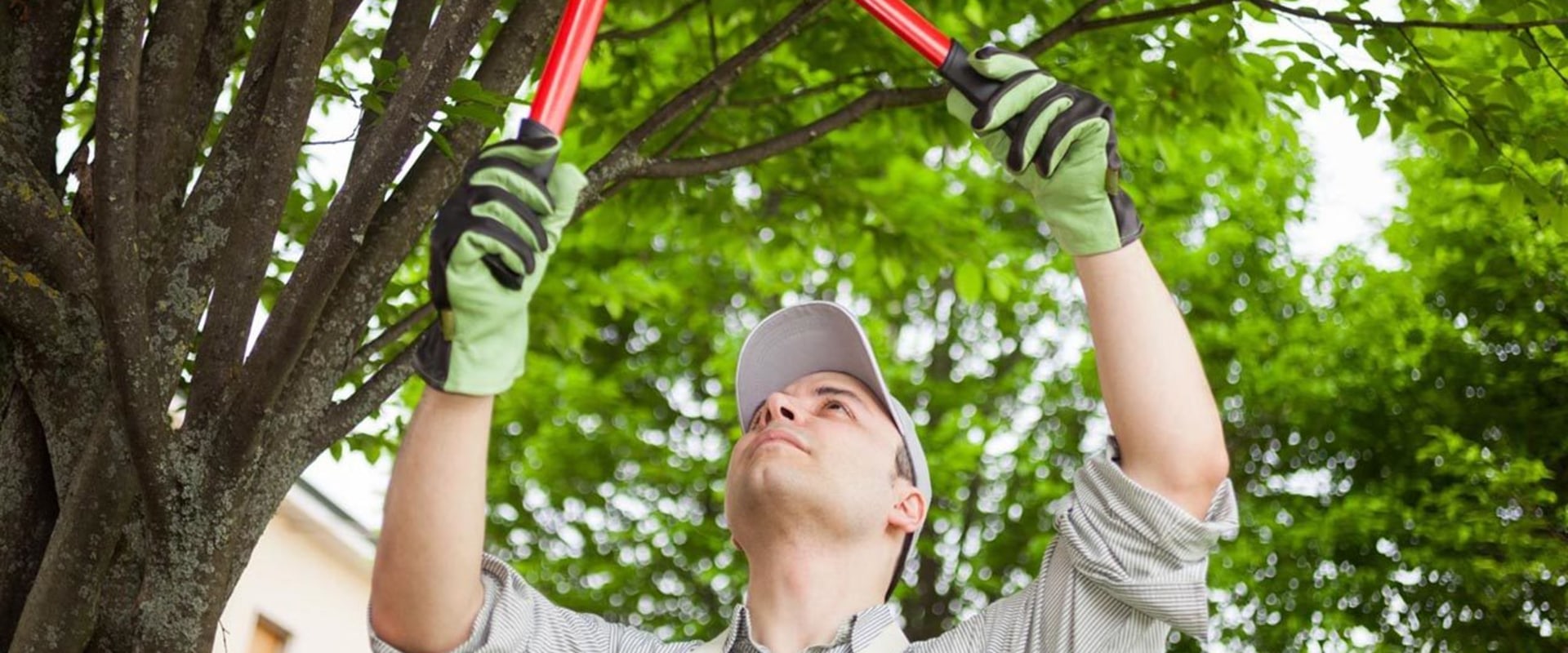 How A Landscape Contractor Can Optimize Arborist Tools Better Than DIY ...