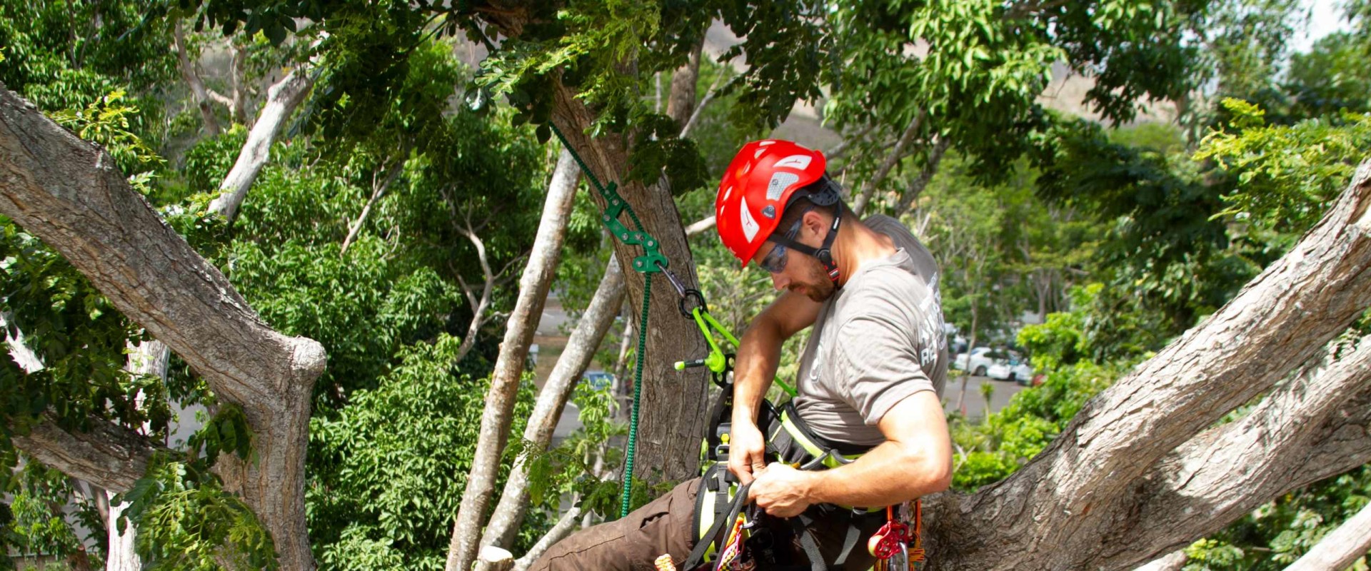 What arborist do?